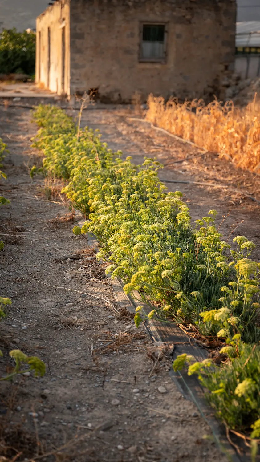 Aspras Terra - Agriculture Experience in Crete